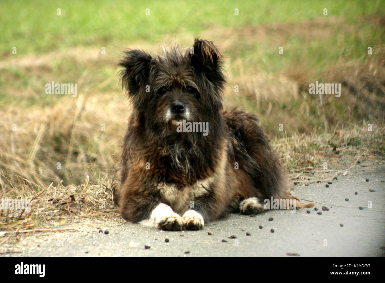 Guard dog in the yard Stock Photo - Alamy