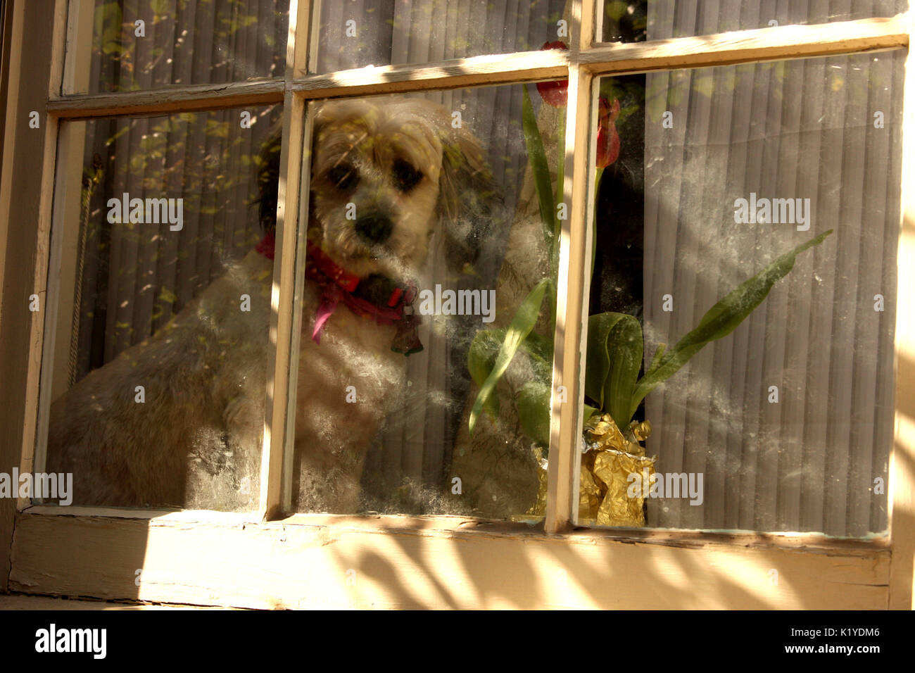 Small dog alone inside, looking out the window Stock Photo - Alamy