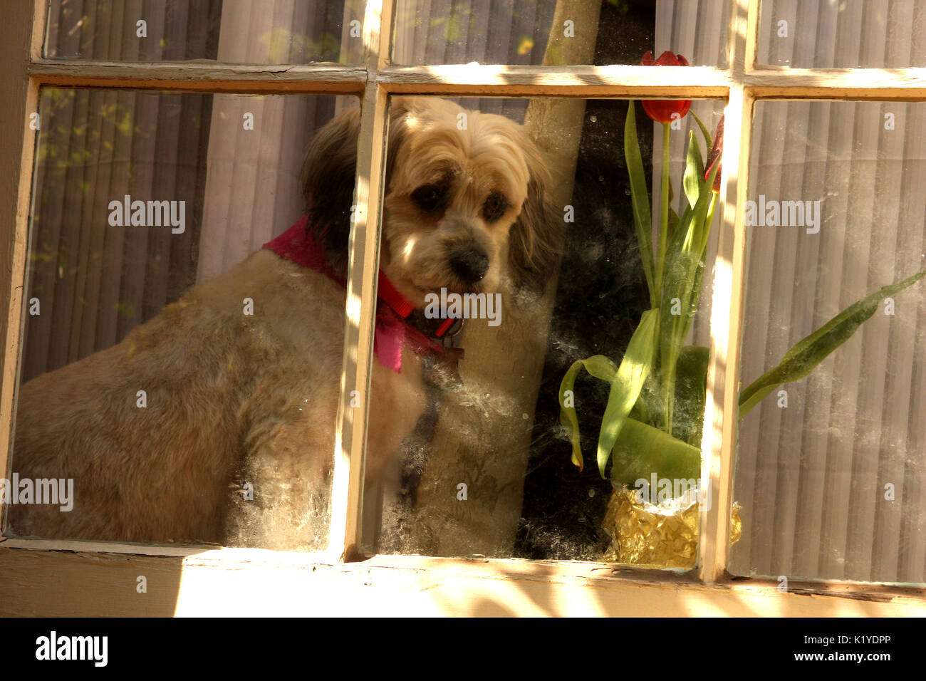 Small dog alone inside, looking out the window Stock Photo - Alamy