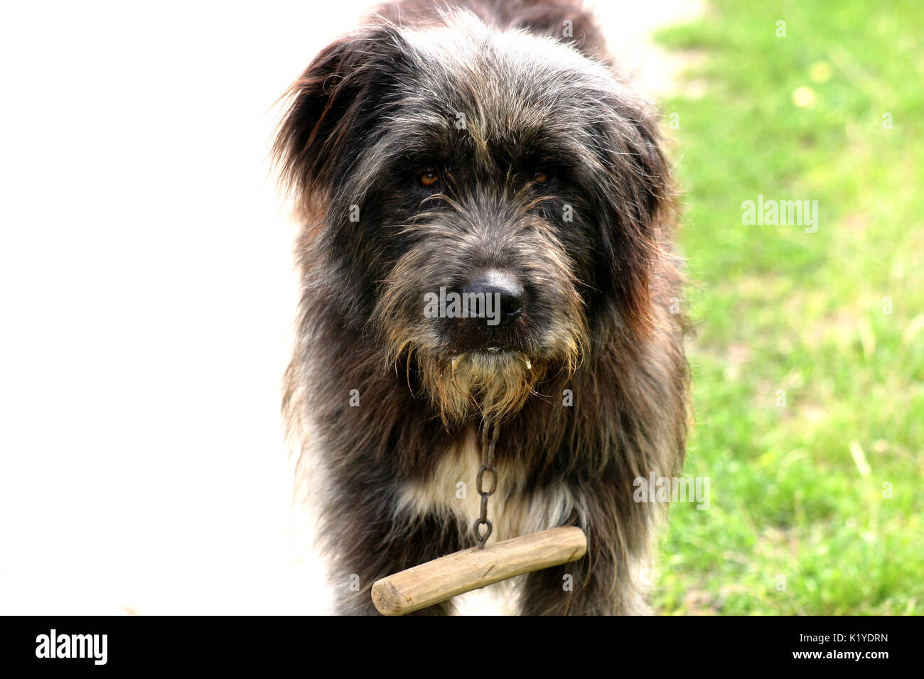 Guard dog in the yard Stock Photo - Alamy