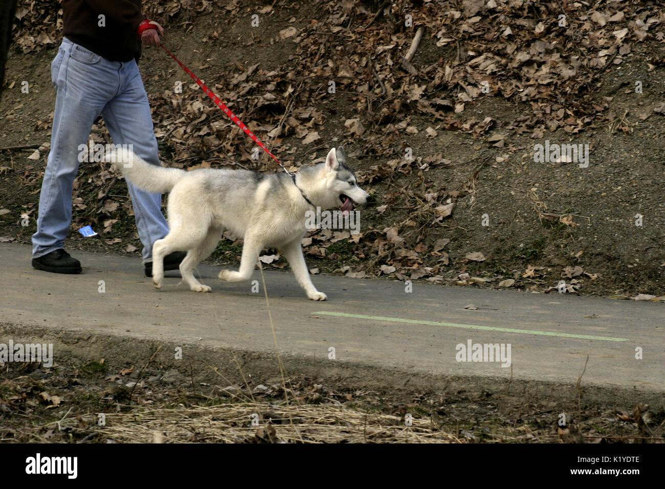 Man walking husky dog in the park Stock Photo - Alamy