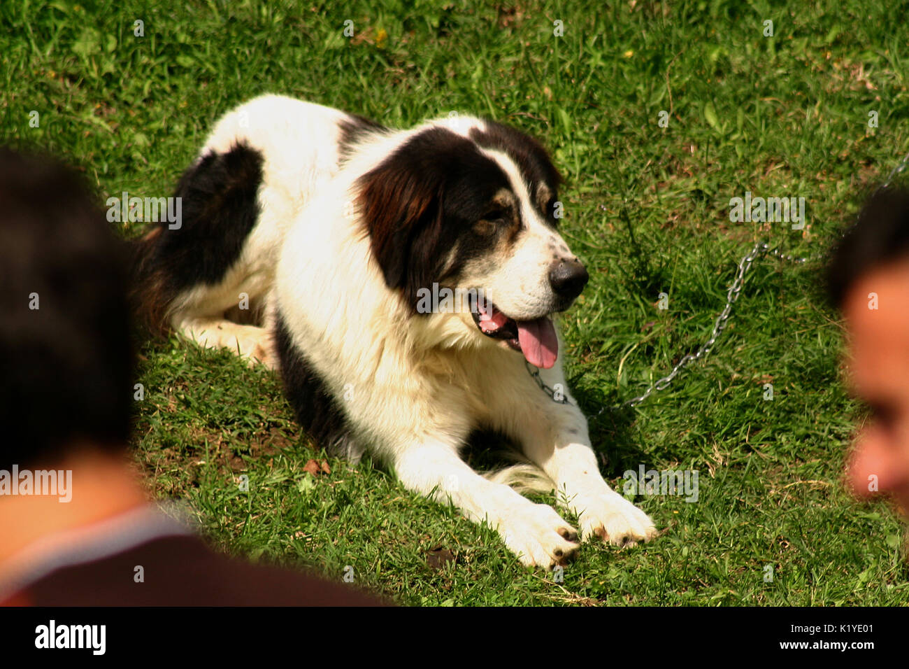 Guard dog in the yard Stock Photo - Alamy