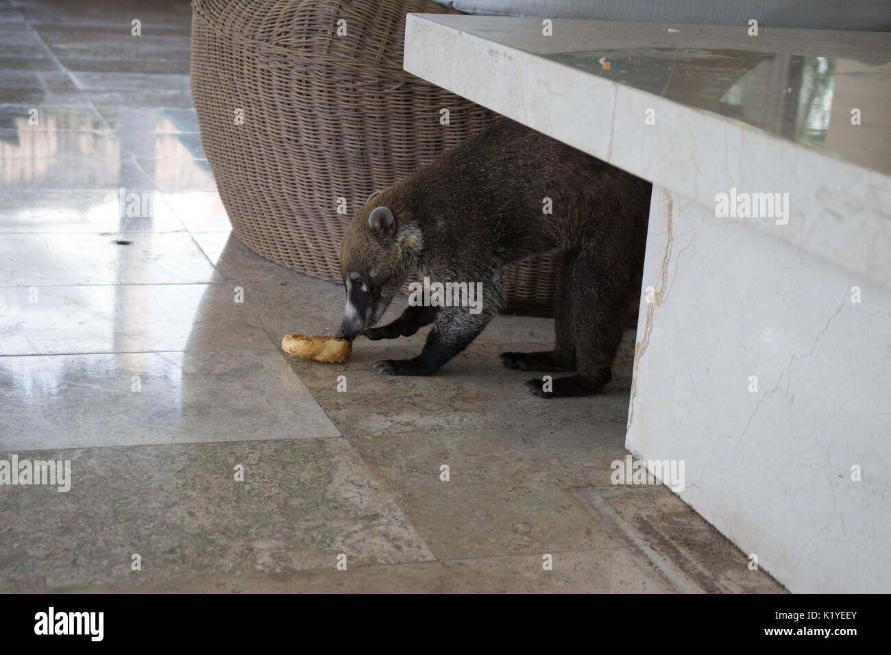 Coati on marble hotel floor eating a pastry Stock Photo - Alamy