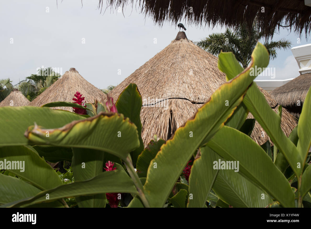 Roof of mexican hut hi-res stock photography and images - Alamy