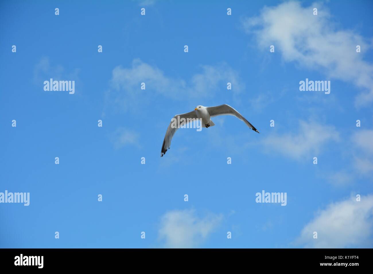 Gull with much blue sky and clouds Stock Photo - Alamy