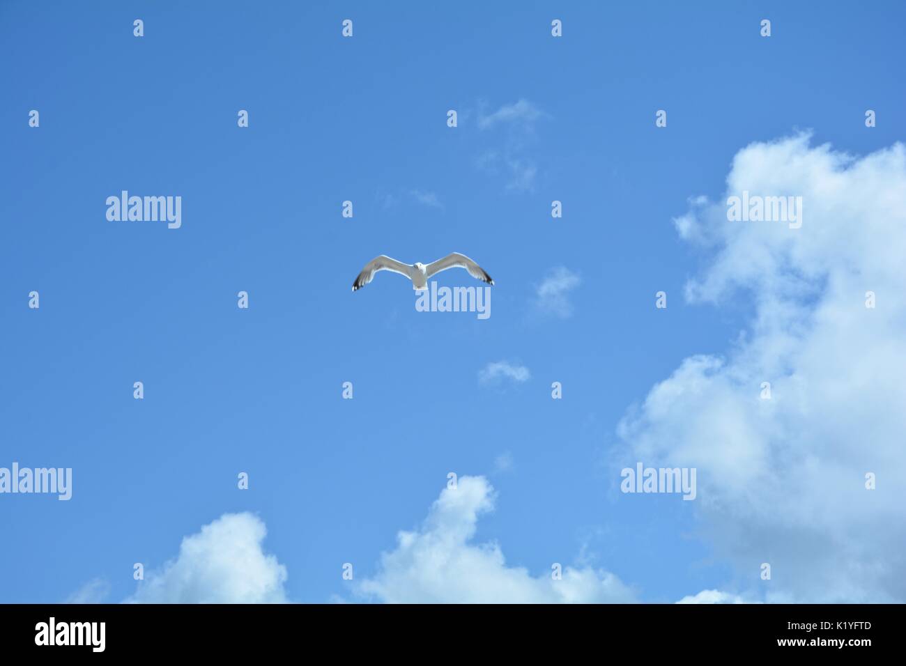 Gull with much blue sky and clouds Stock Photo - Alamy