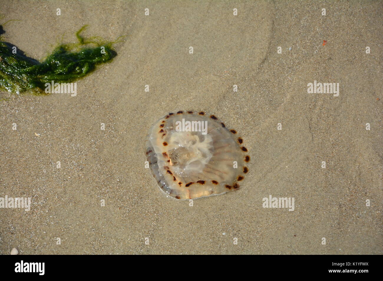 Jellyfish on the sandy beach Stock Photo - Alamy