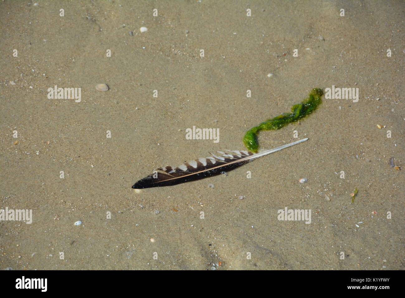 Birds that live on water hi-res stock photography and images - Alamy