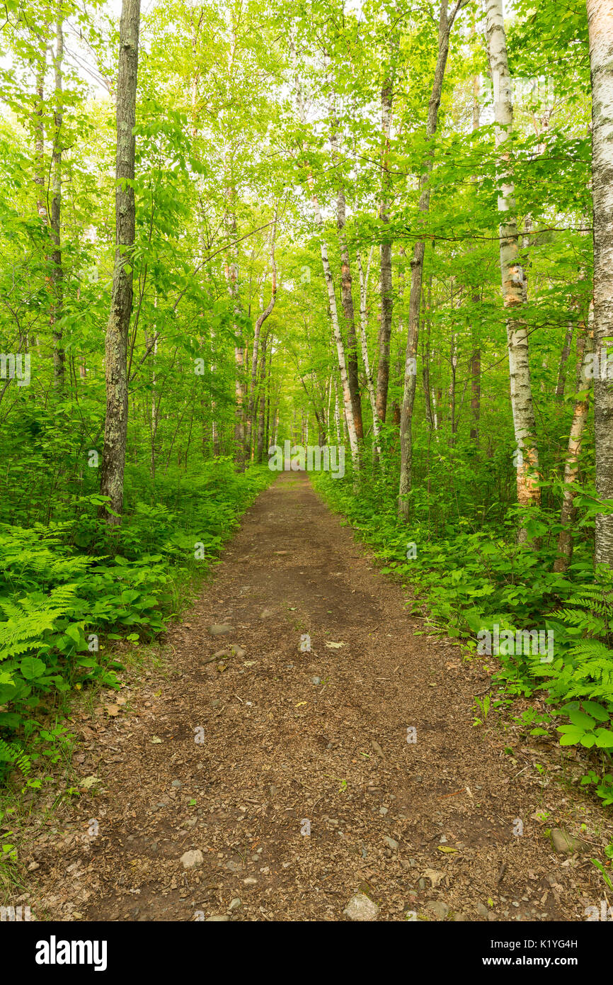 Hiking Trail In The Woods During Spring Stock Photo - Alamy