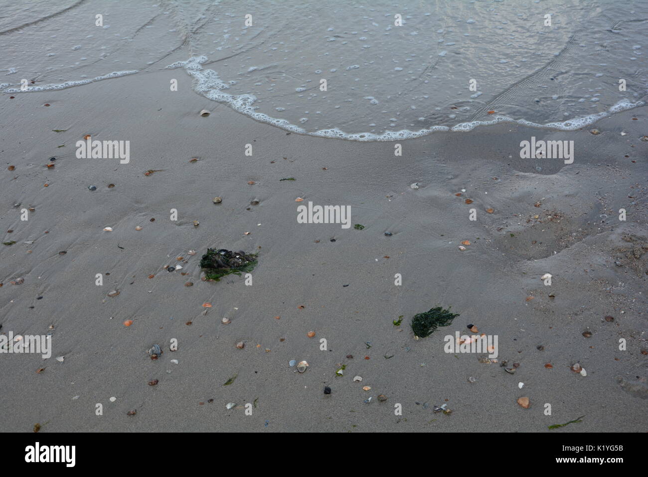 Sea grass and mussels on the sandy beach Stock Photo - Alamy