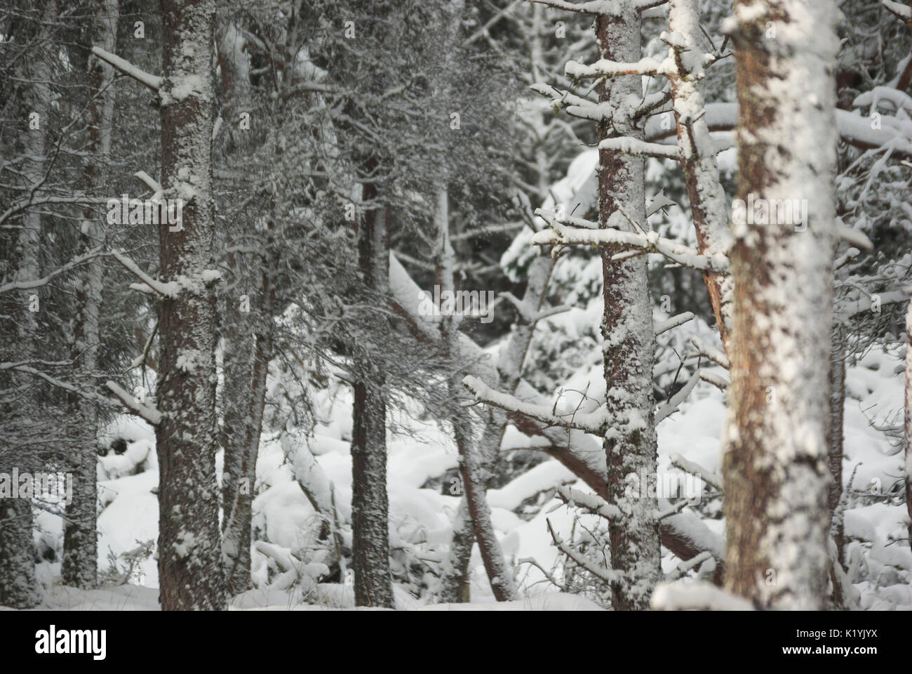 Rogart hi-res stock photography and images - Alamy