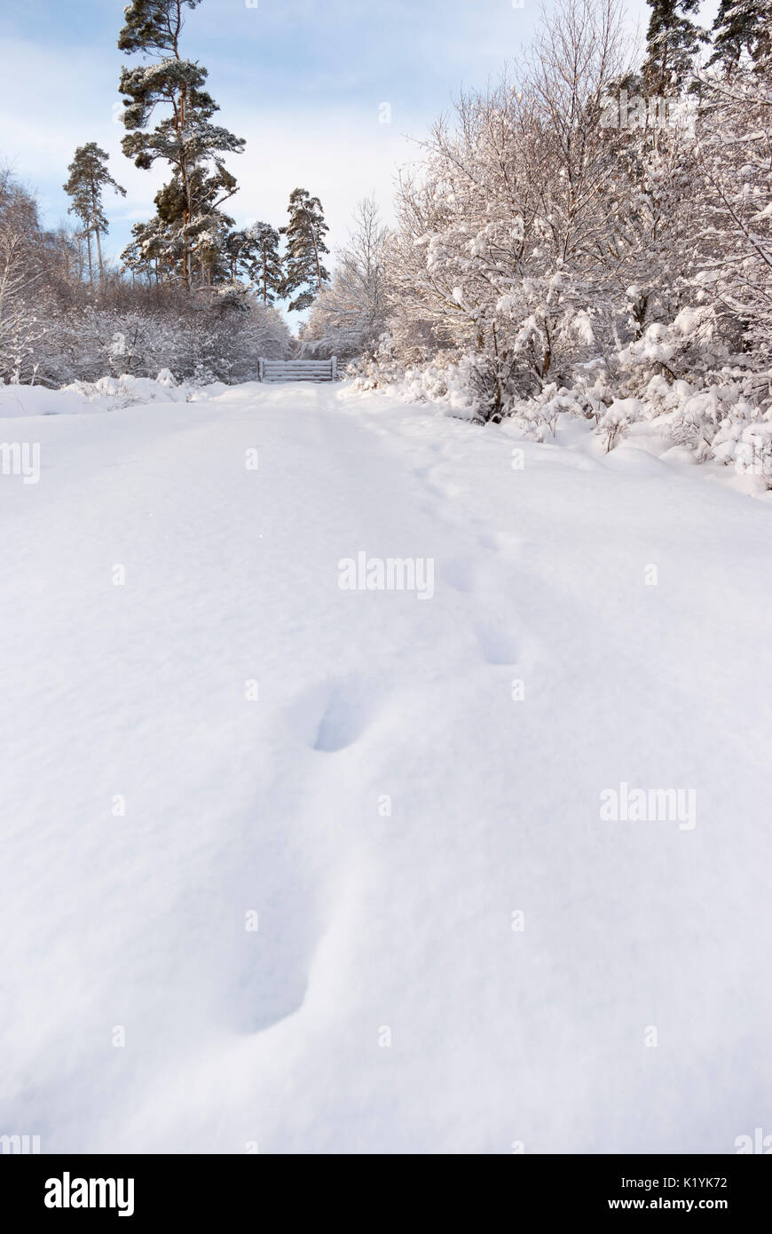 Driveway and gate in rural countryside landscape in thick snow on a ...