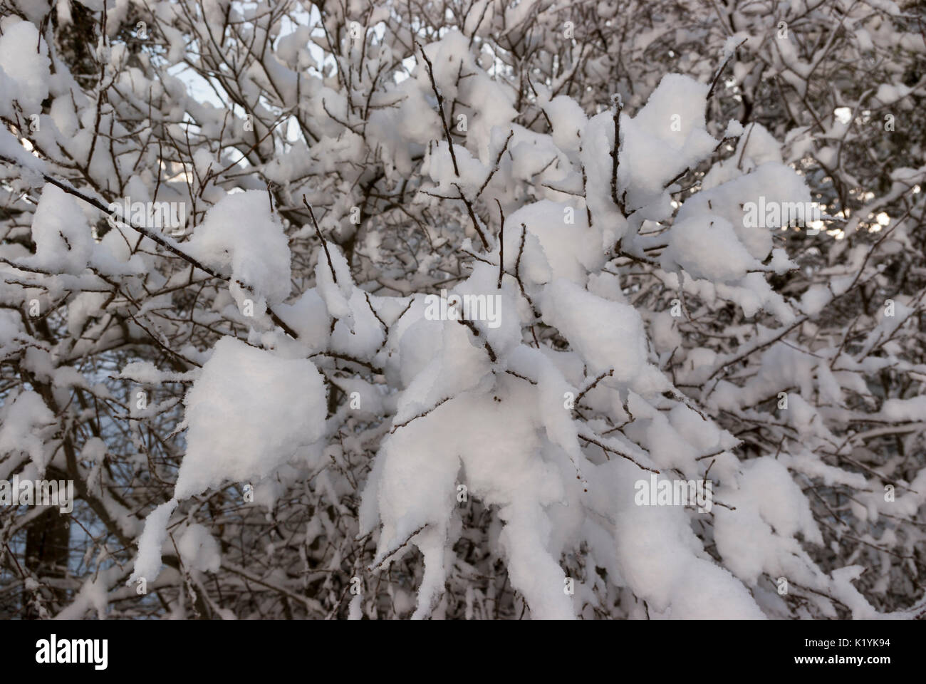 Tree branches covered in thick snow on a clear sunny winters day ...