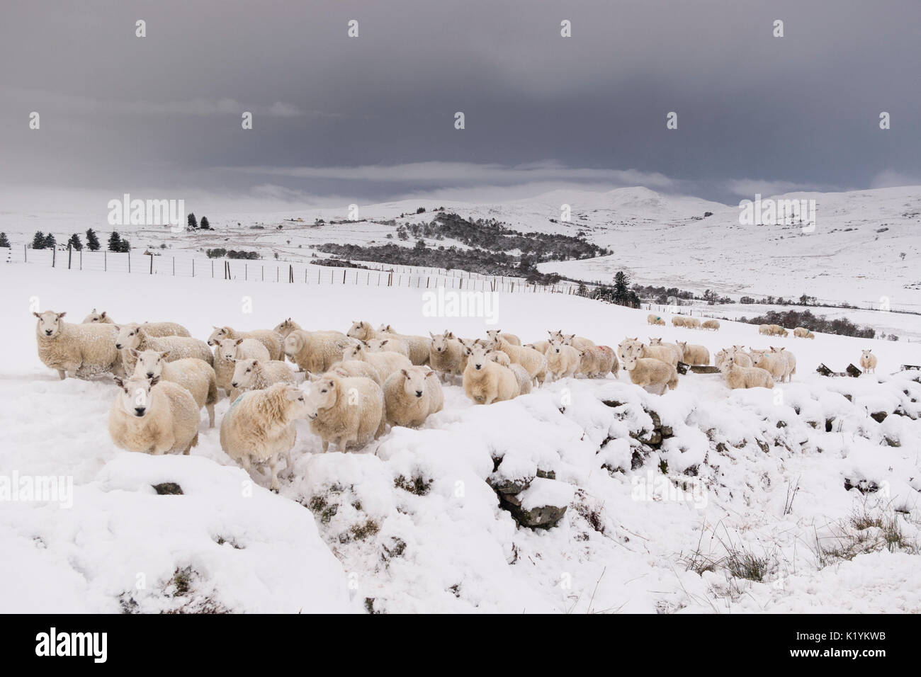 Rural countryside landscape with North Country Cheviot Sheep in thick ...