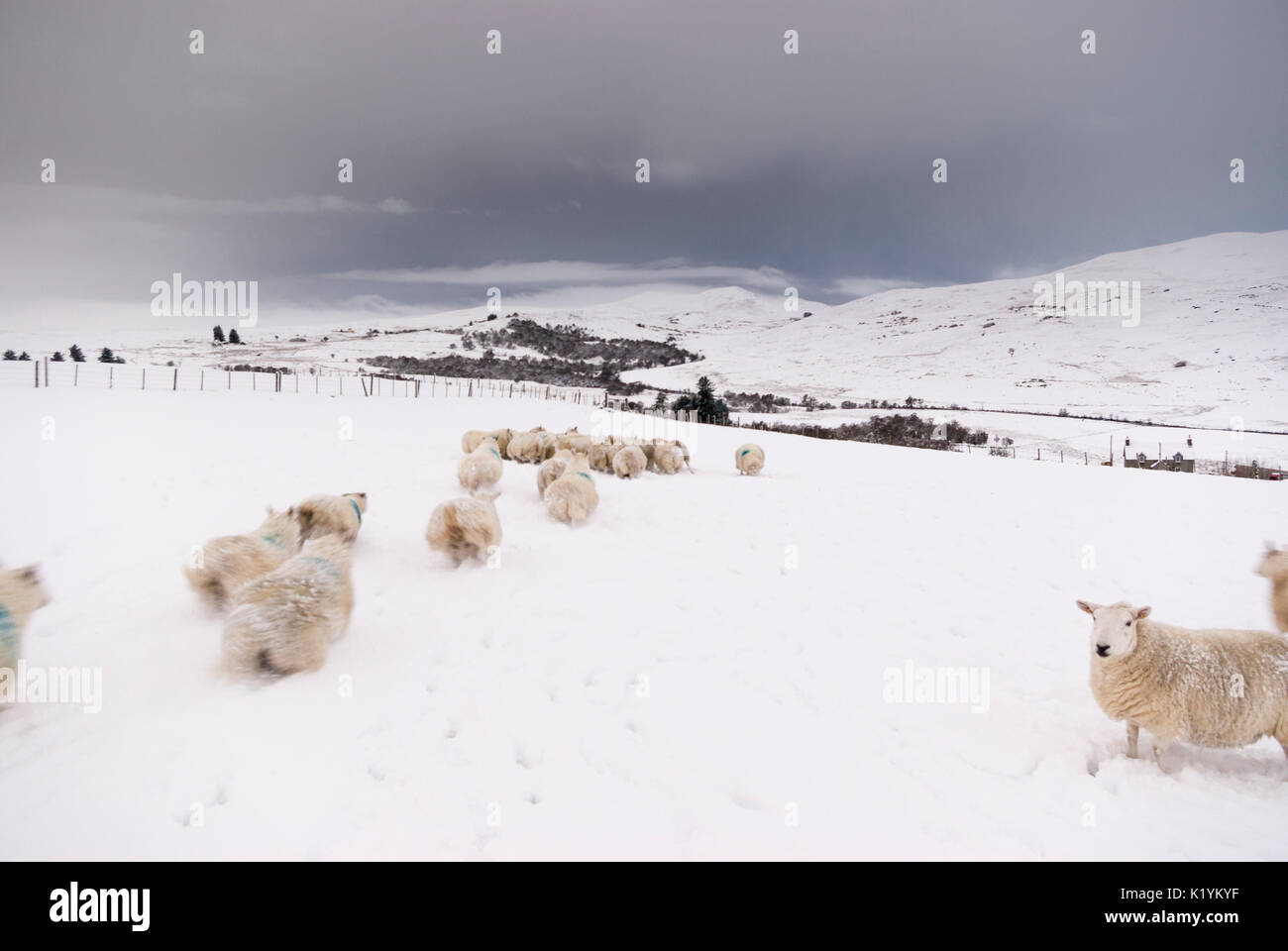 Rural countryside landscape with North Country Cheviot Sheep in thick ...