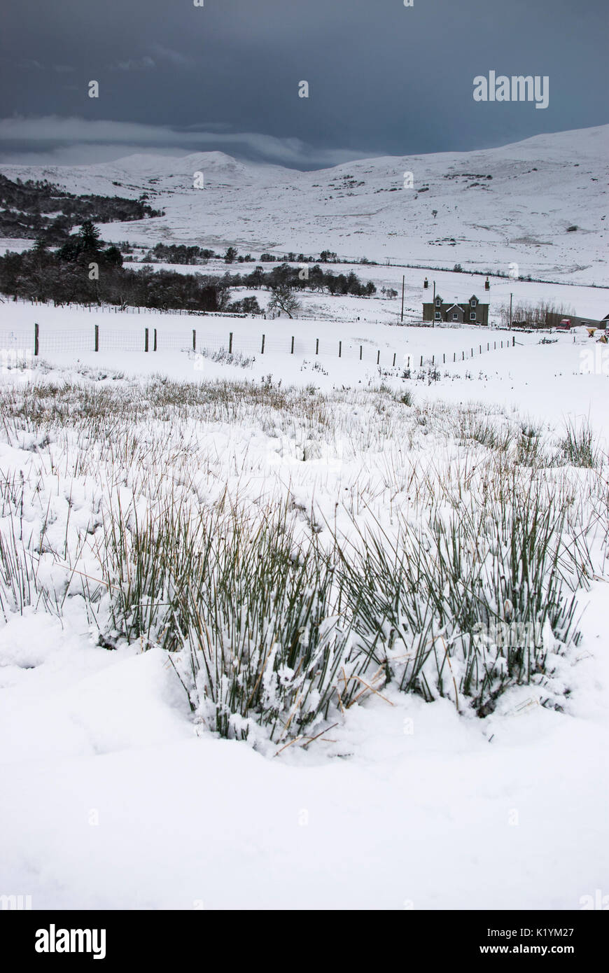Rural countryside landscape with Hard rush Juncus rushes in thick snow ...