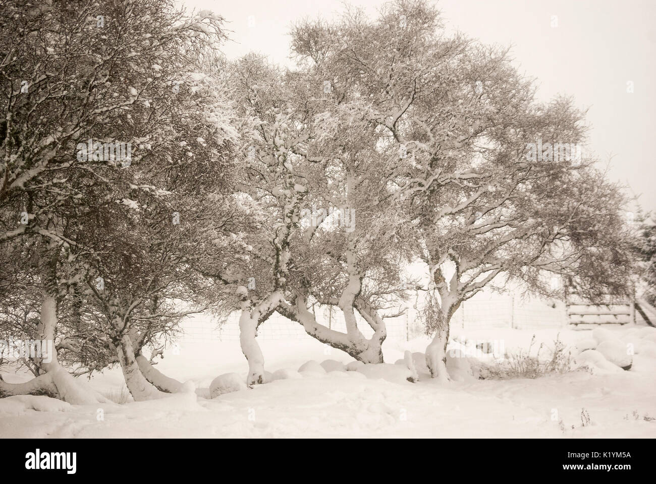 Rural countryside landscape with trees in thick snow on a clear sunny ...