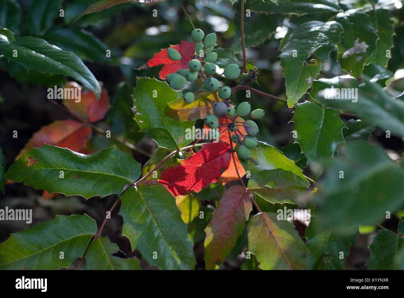 Detroit greenery hi-res stock photography and images - Alamy