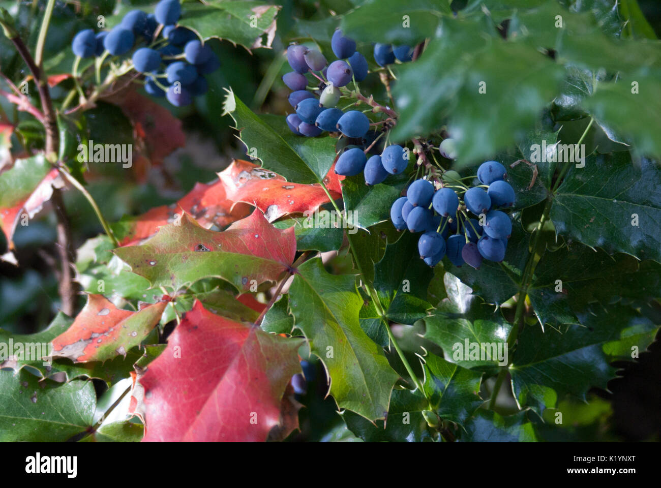 Detroit greenery hi-res stock photography and images - Alamy