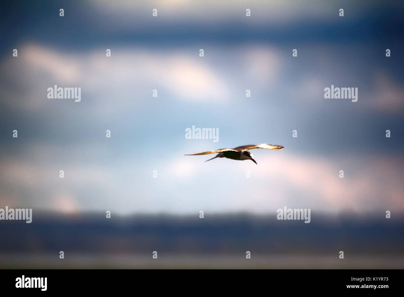 V reed pond hi-res stock photography and images - Alamy