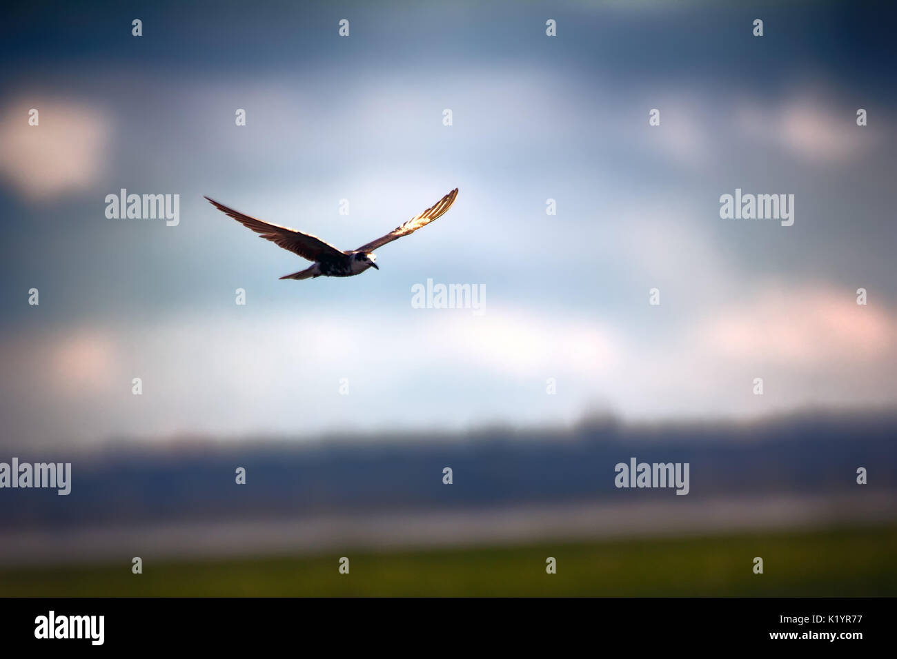 V reed pond hi-res stock photography and images - Alamy