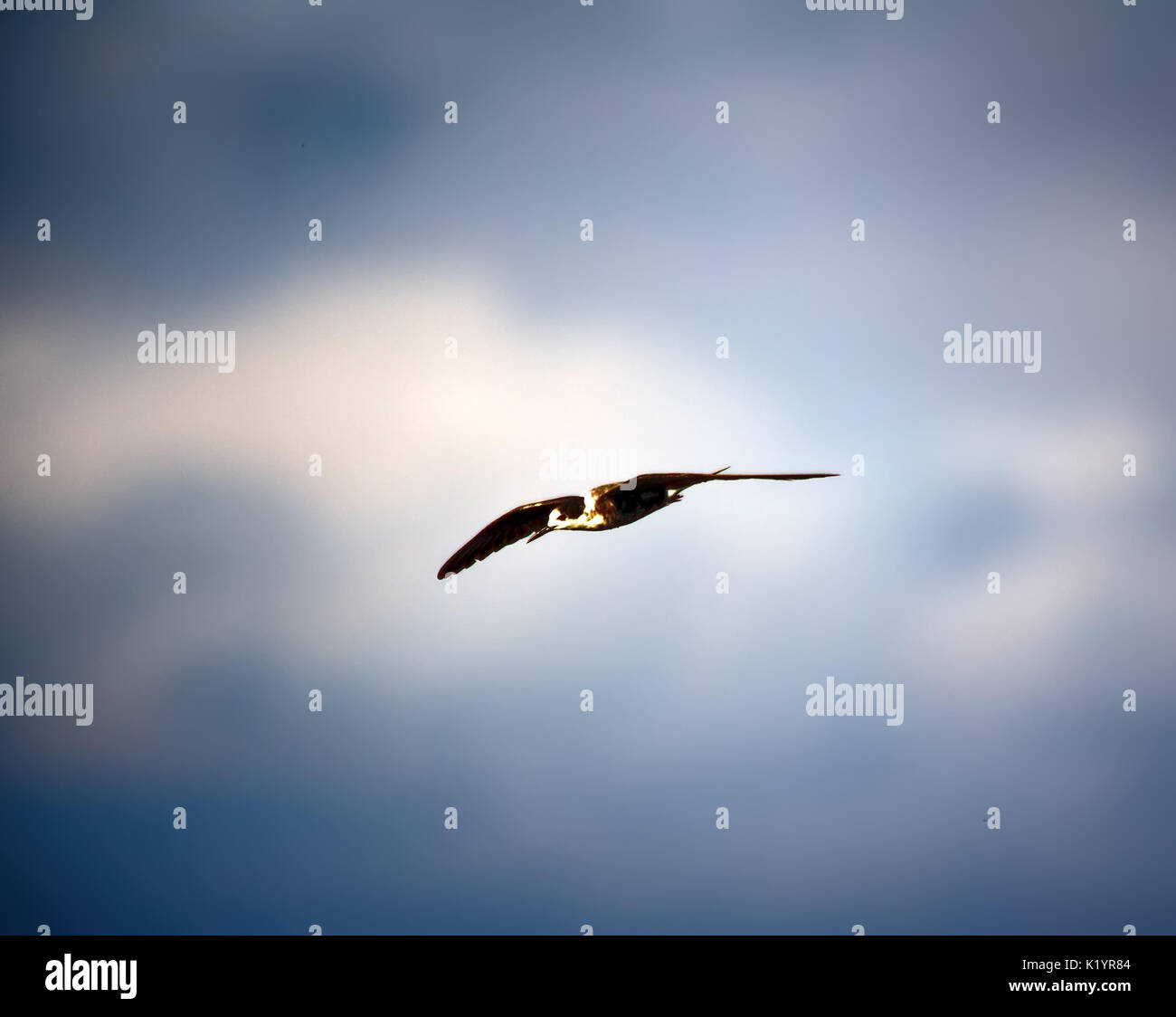 V reed pond hi-res stock photography and images - Alamy