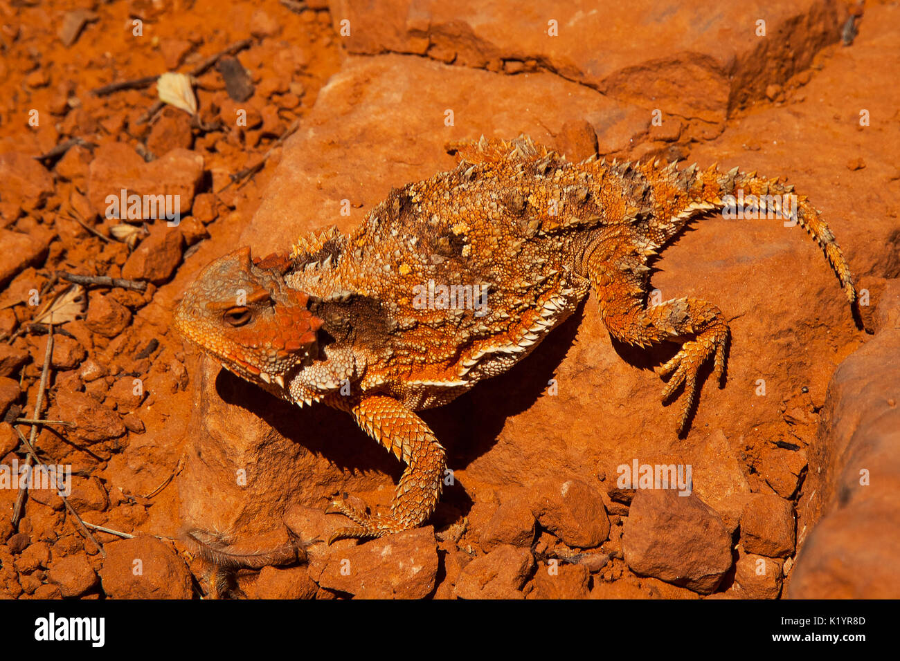 The Horn Toad Stock Photo - Alamy