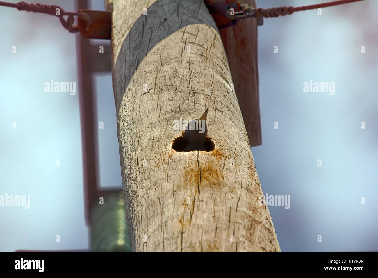 Bird damage power lines, bionomics. Black woodpecker (Dryocopus martius ...