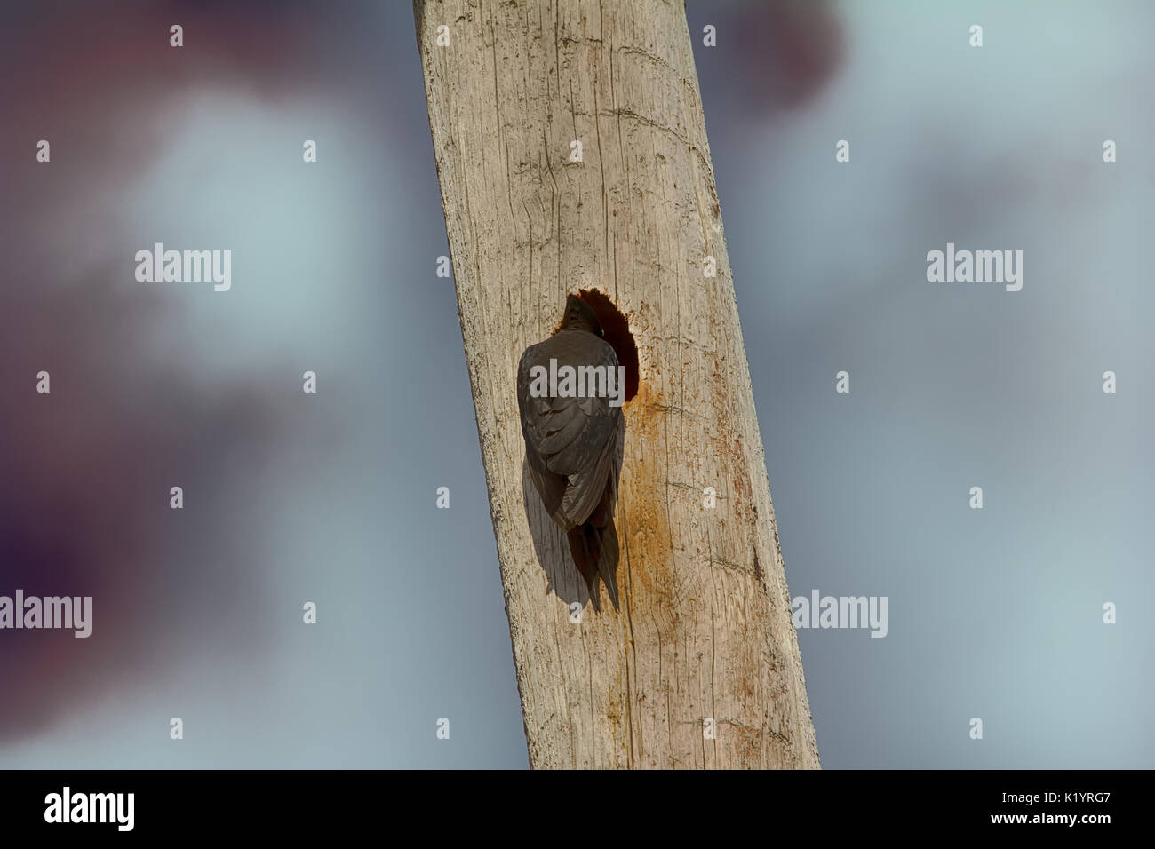 Bird damage power lines, bionomics. Black woodpecker (Dryocopus martius ...