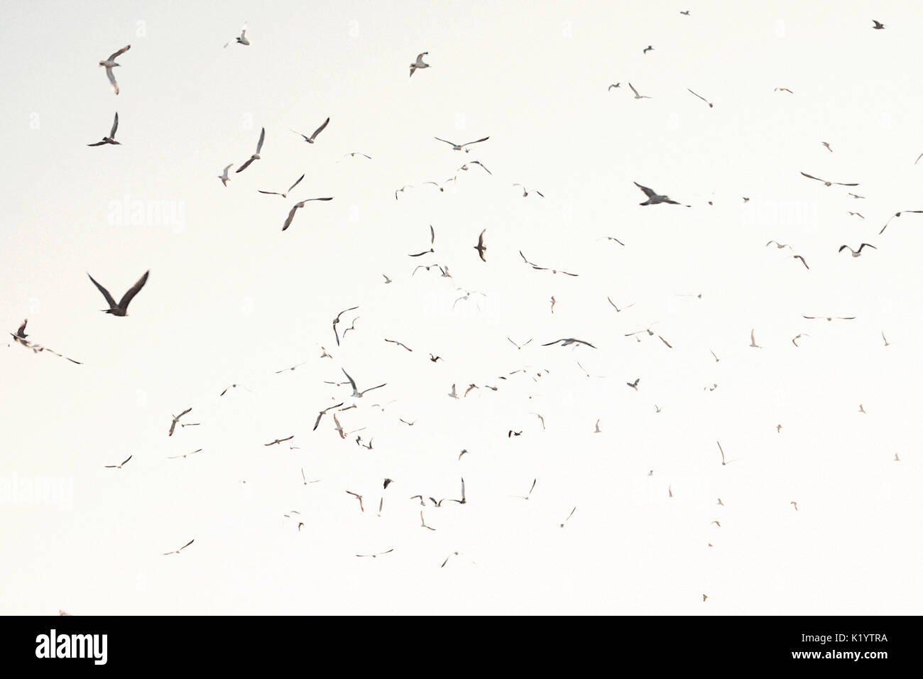 Large Group Of Birds Seagulls Flying Away Stock Photo Alamy large-group-of-birds-seagulls-flying-away-stock-photo-alamy