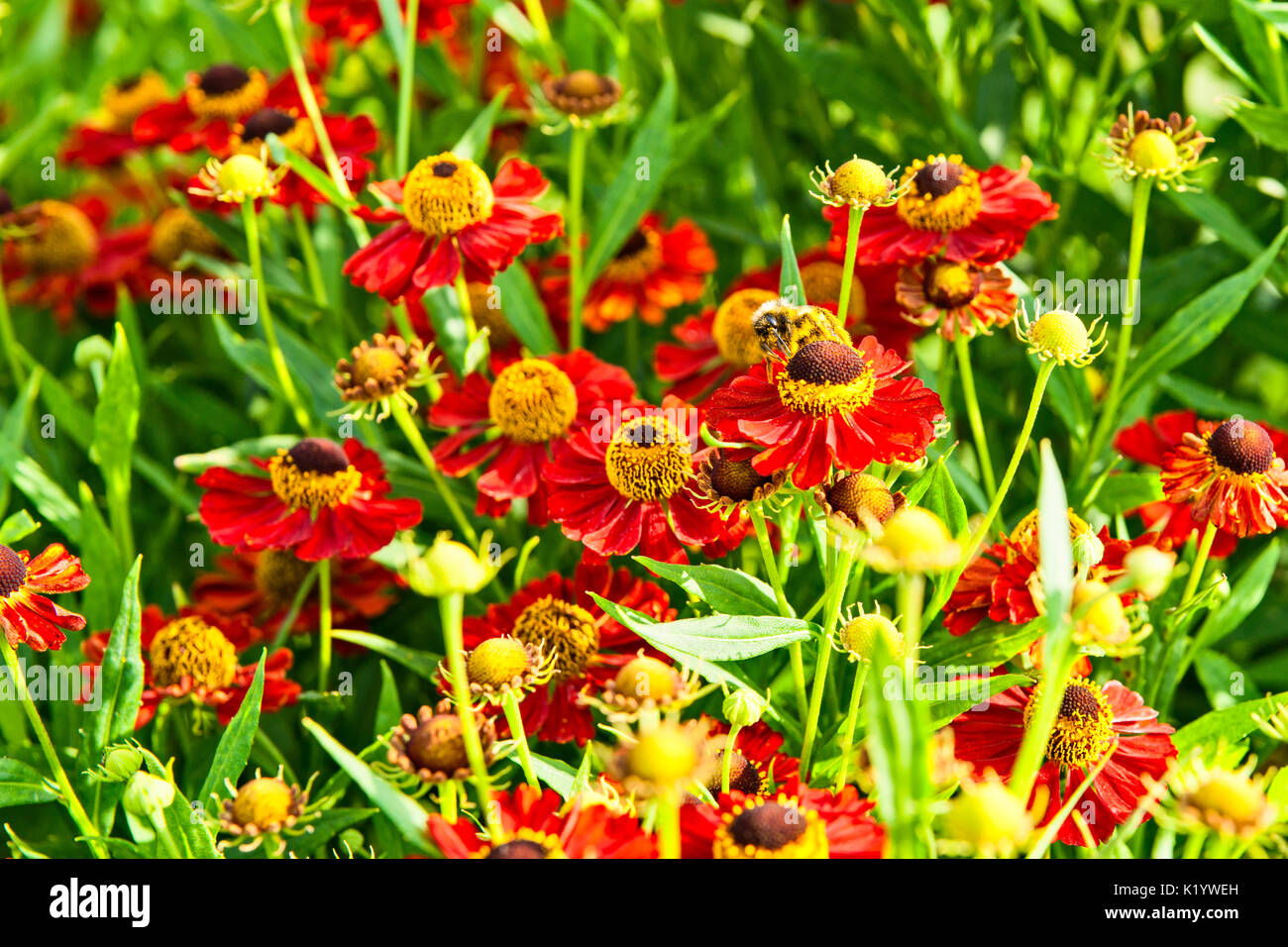 Helenium flower garden blossom hi-res stock photography and images - Alamy