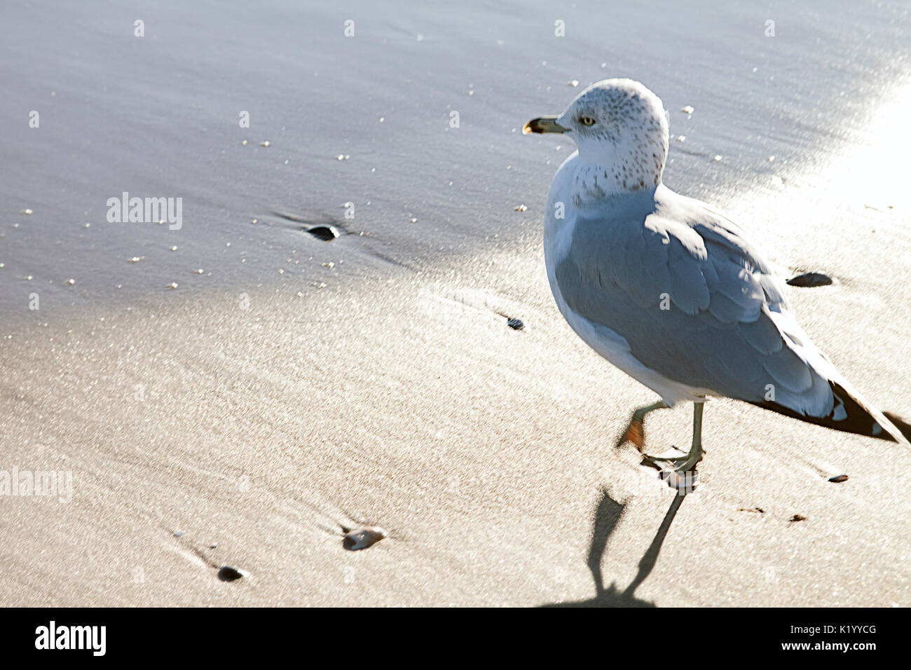 An isolated seagull at the beach Stock Photo - Alamy