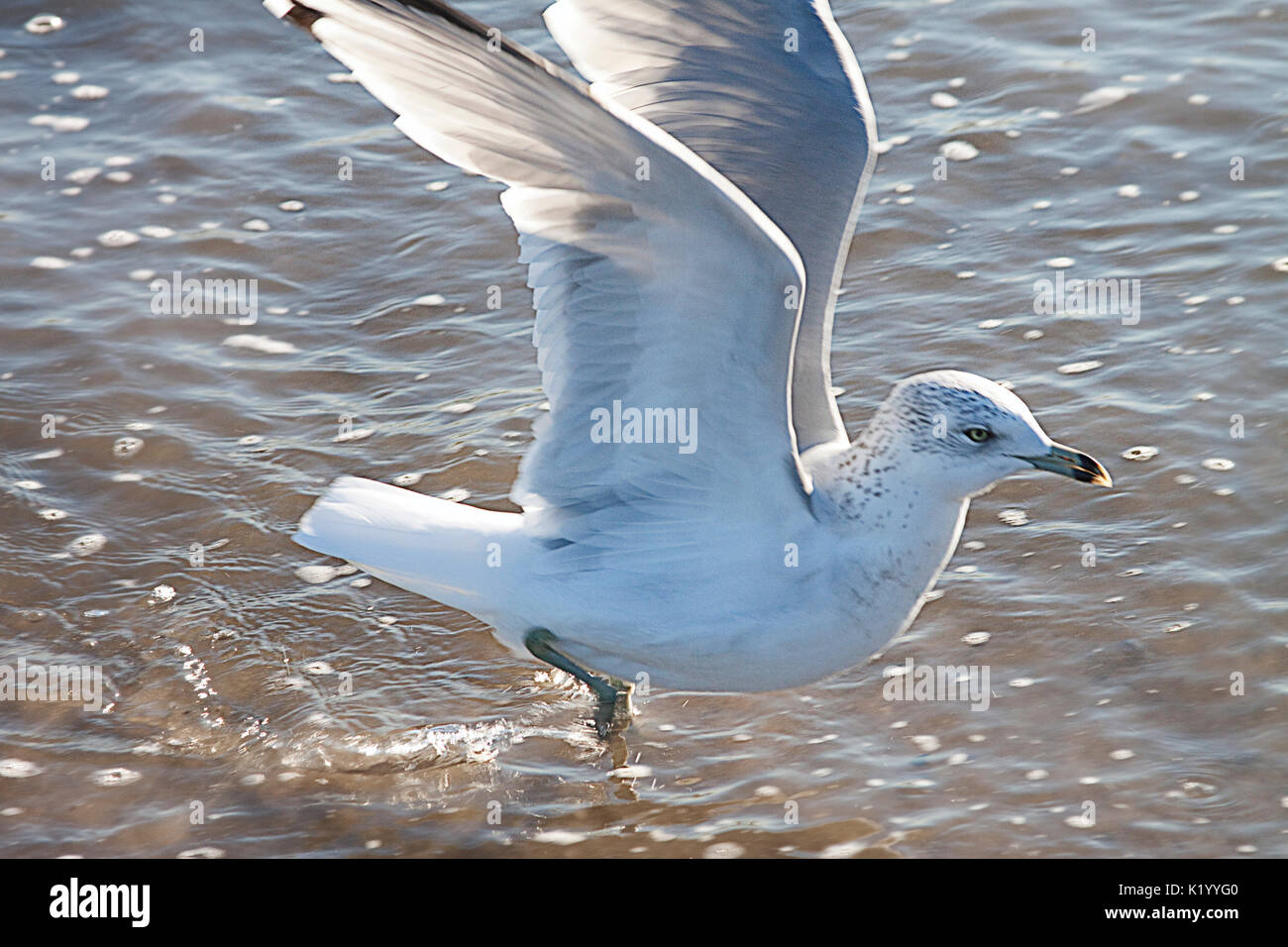 An isolated seagull at the beach Stock Photo - Alamy