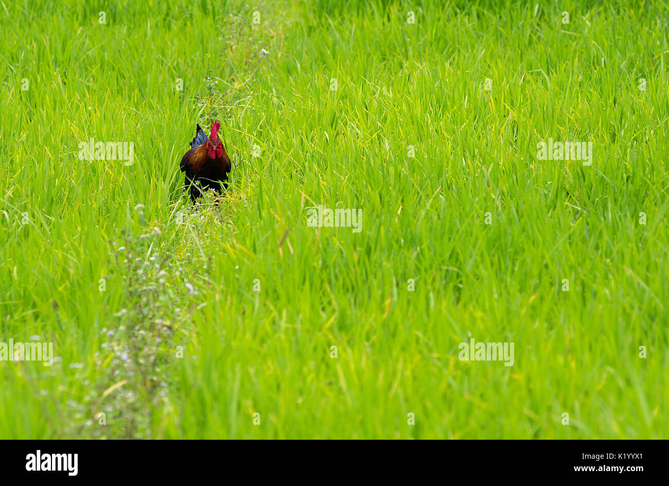 An Asian Rooster lost in the long green grass of a rice field Stock ...