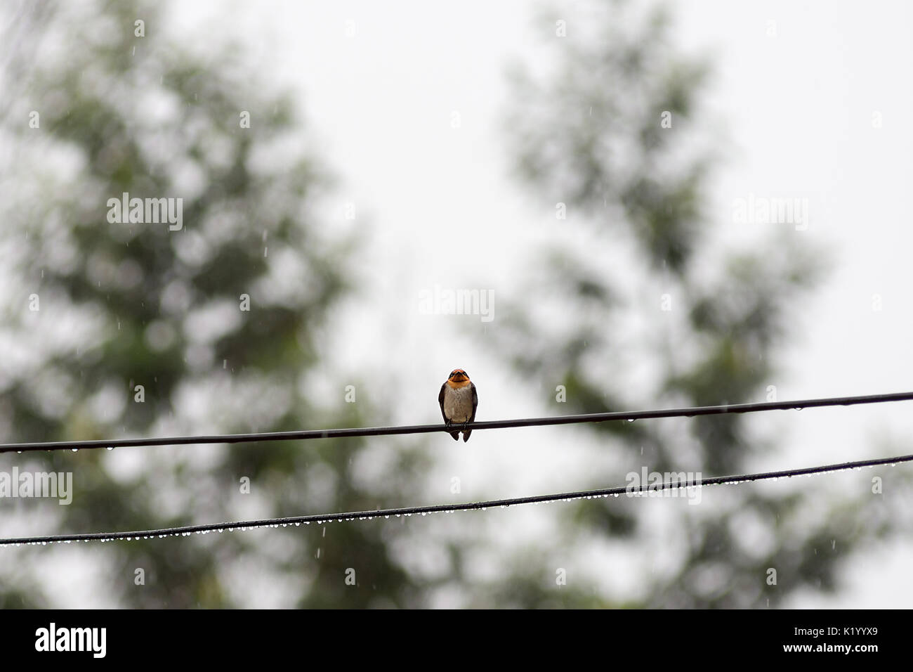 Asian swallow hi-res stock photography and images - Alamy