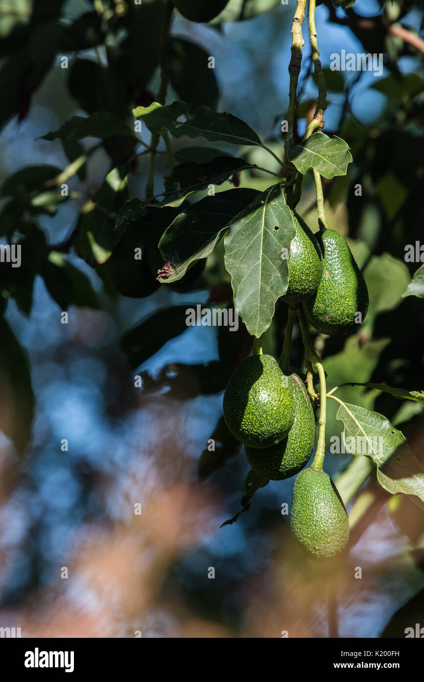 Avocado tree hi-res stock photography and images - Alamy