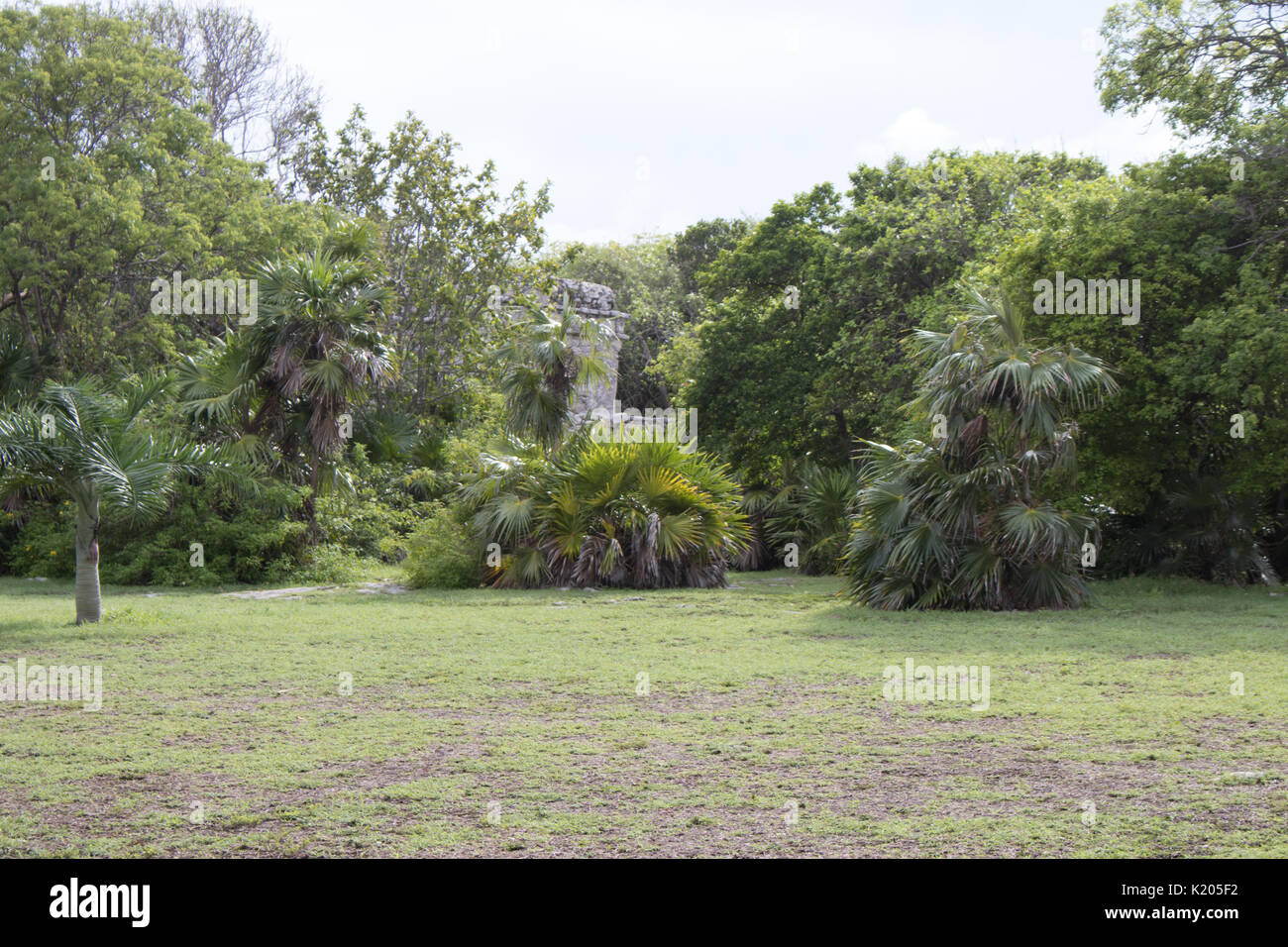 Beautiful cliff top Mayan ruins of Tulum with tropical trees and green ...
