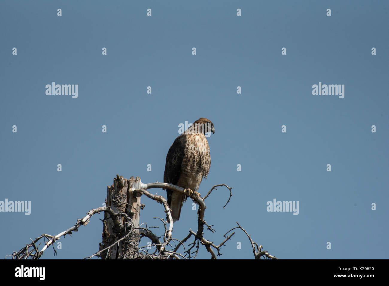 Red Tailed Hawk Perched In Tree High Resolution Stock Photography and ...