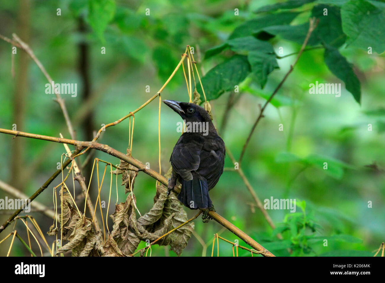 American crow (Corvus brachyrhynchos) on perch Stock Photo - Alamy