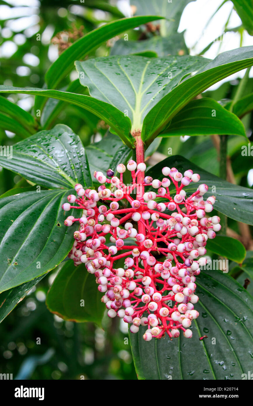 Medinilla medinilla magnifica flower hi-res stock photography and ...
