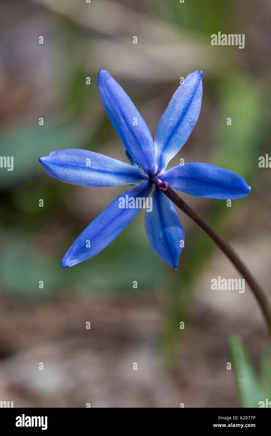 Scilla flower hi-res stock photography and images - Alamy