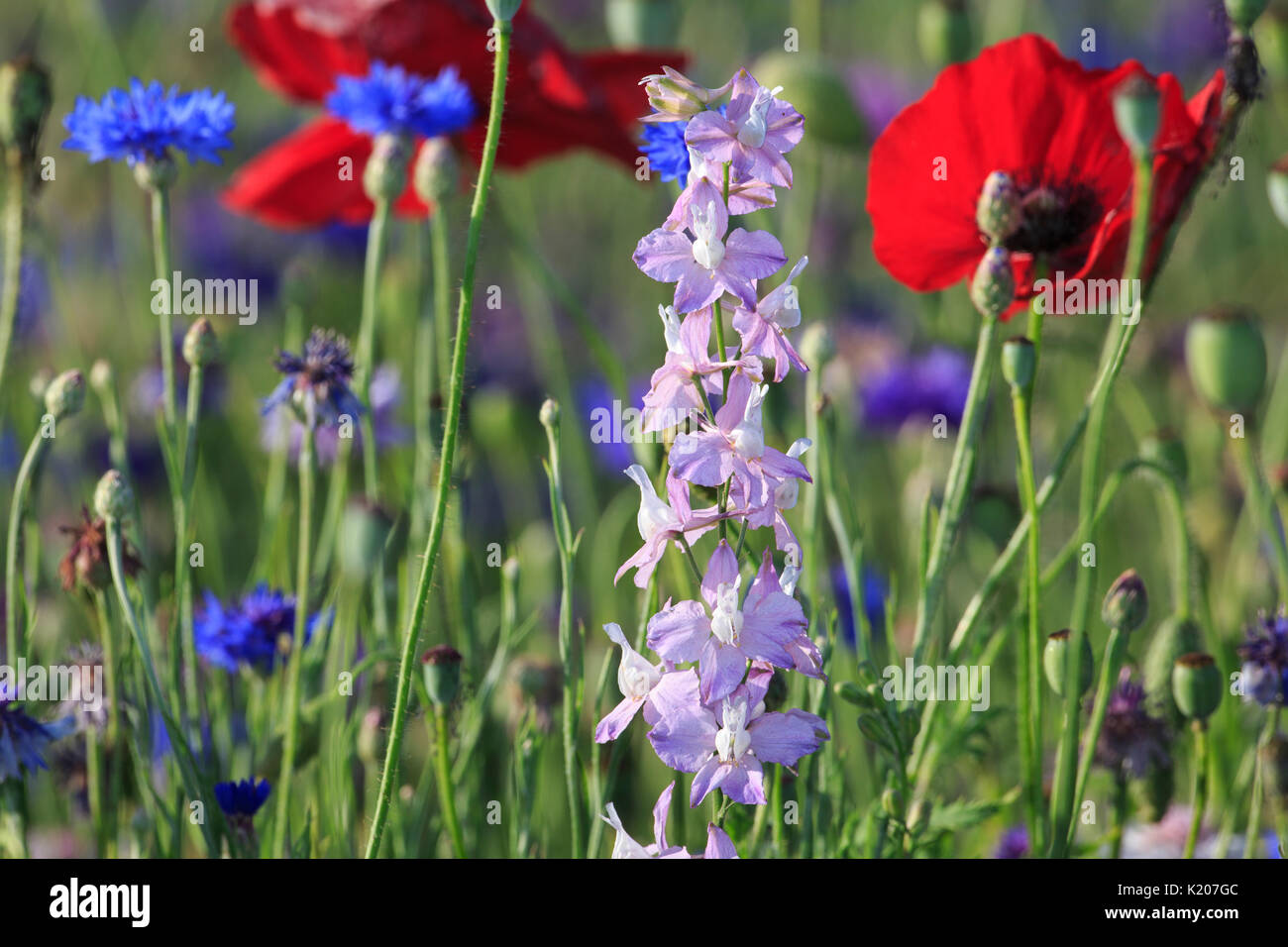 Field larkspur hi-res stock photography and images - Alamy