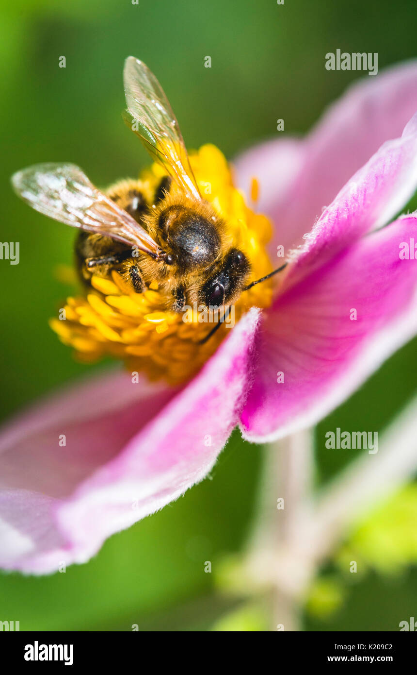 European honey bee (Apis mellifera) pollinating blossom, Japanese ...
