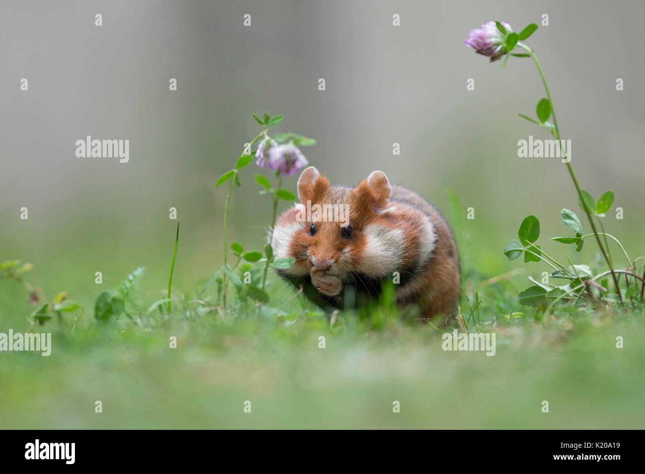 European hamster (Cricetus cricetus), young animal with full cheeks in ...