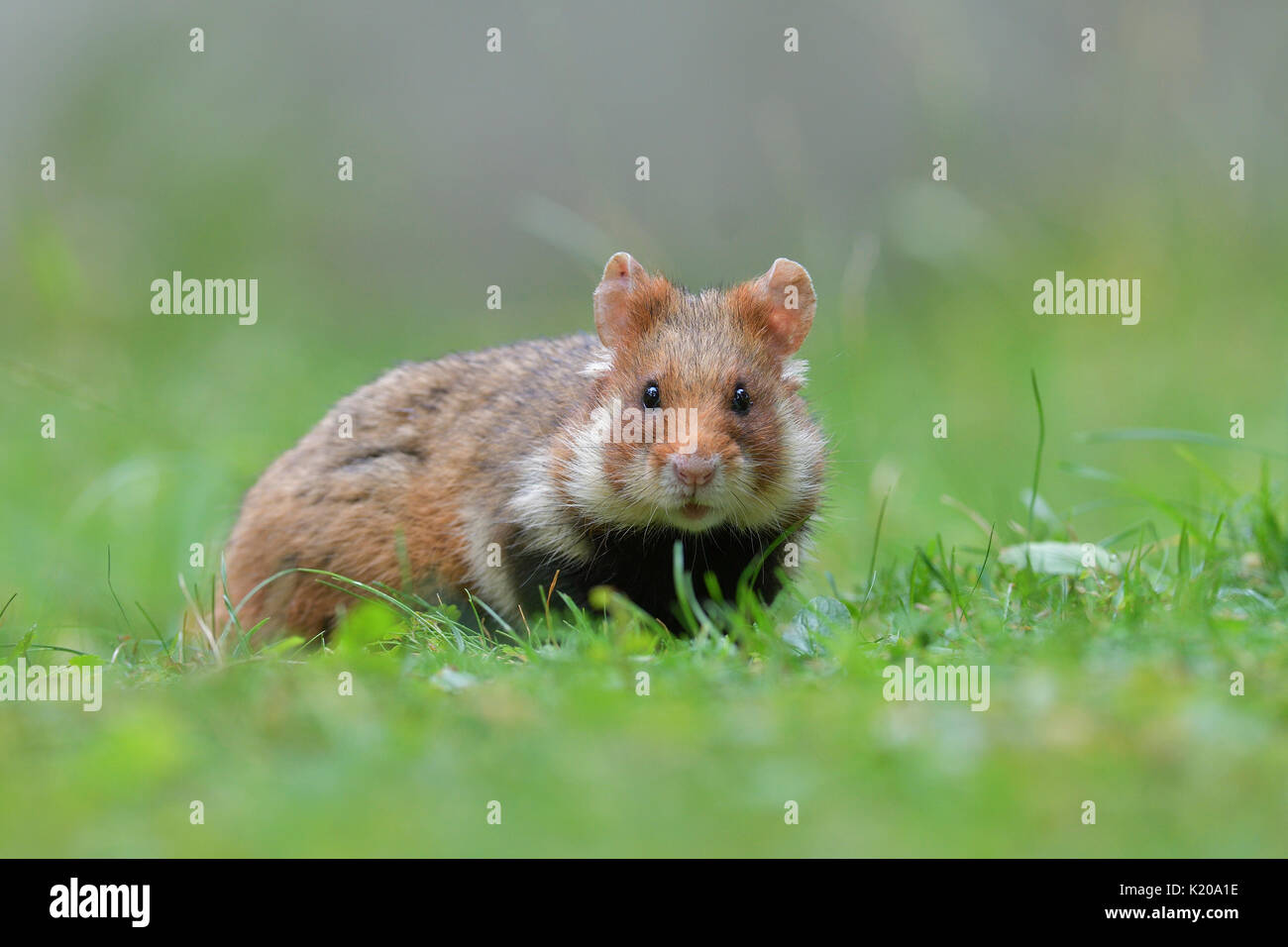 European hamster(Cricetus cricetus), young animal in meadow, Austria ...