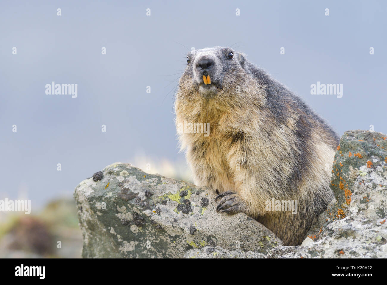 Alpine Marmot (Marmota marmota) on rocks, animal portrait, national ...