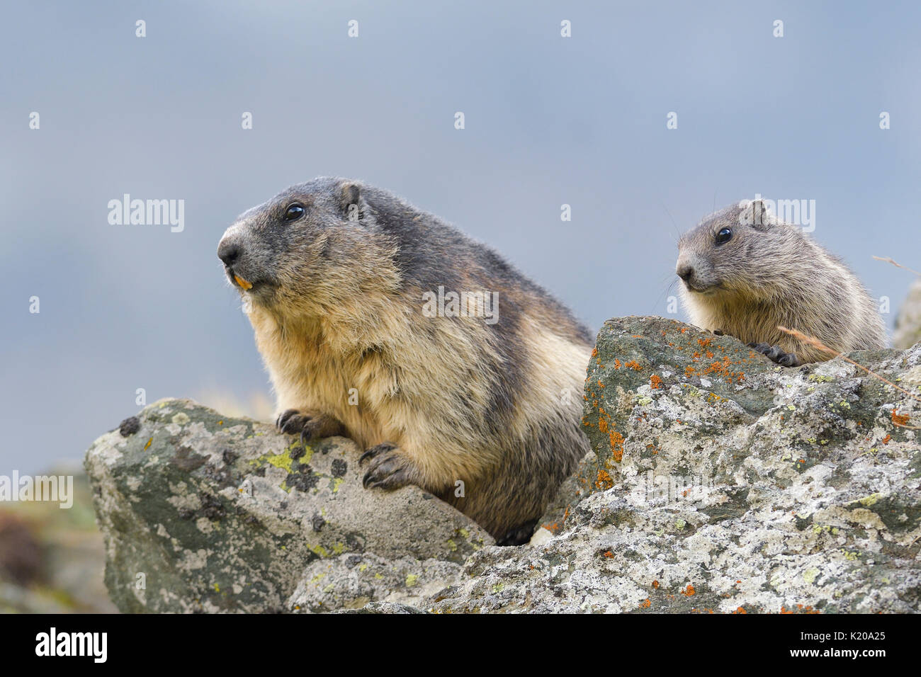 Alpine Marmots (Marmota marmota) on rockss, old animal and young ...