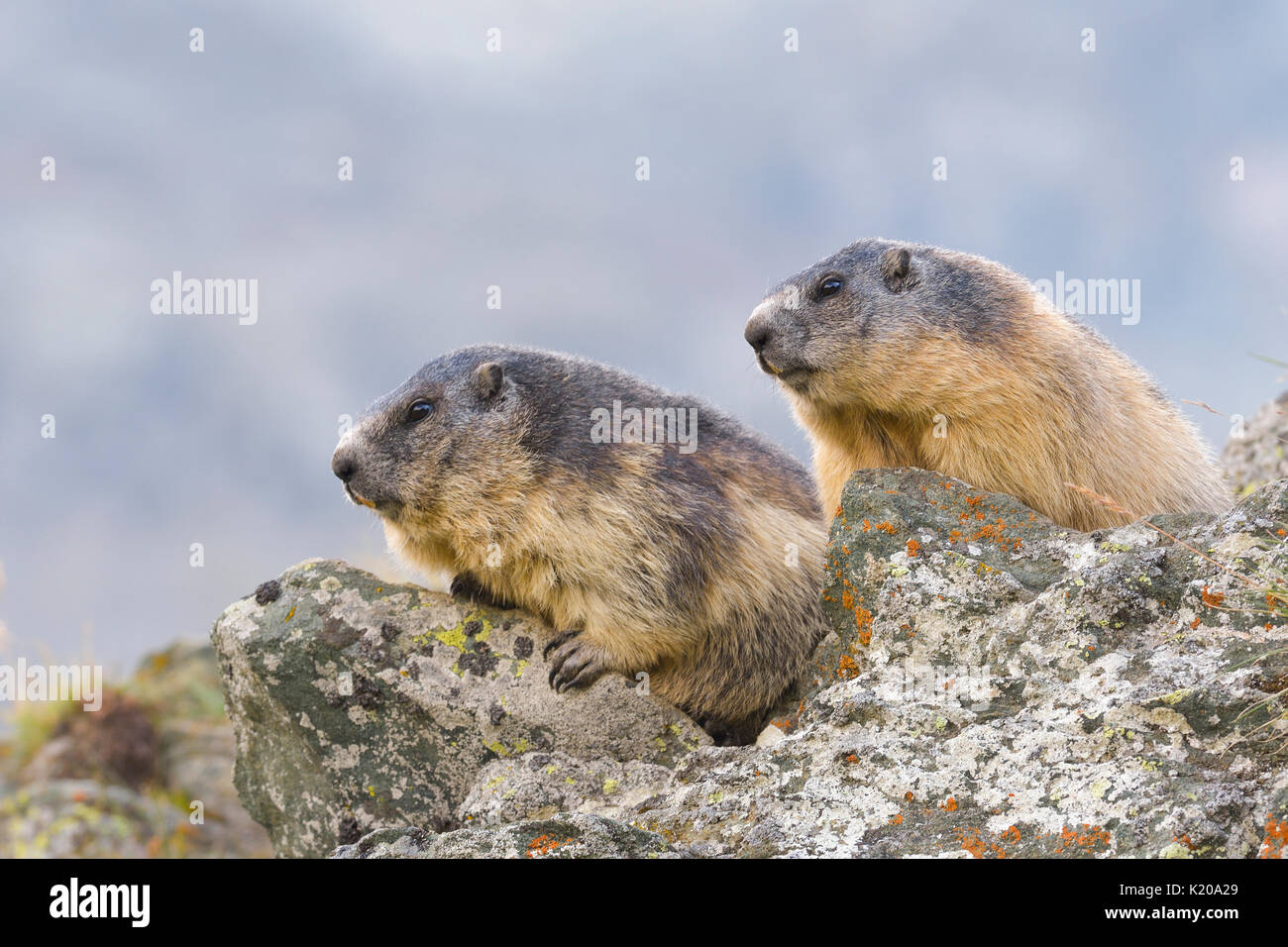 Hohe Tauern Marmot High Resolution Stock Photography and Images - Alamy
