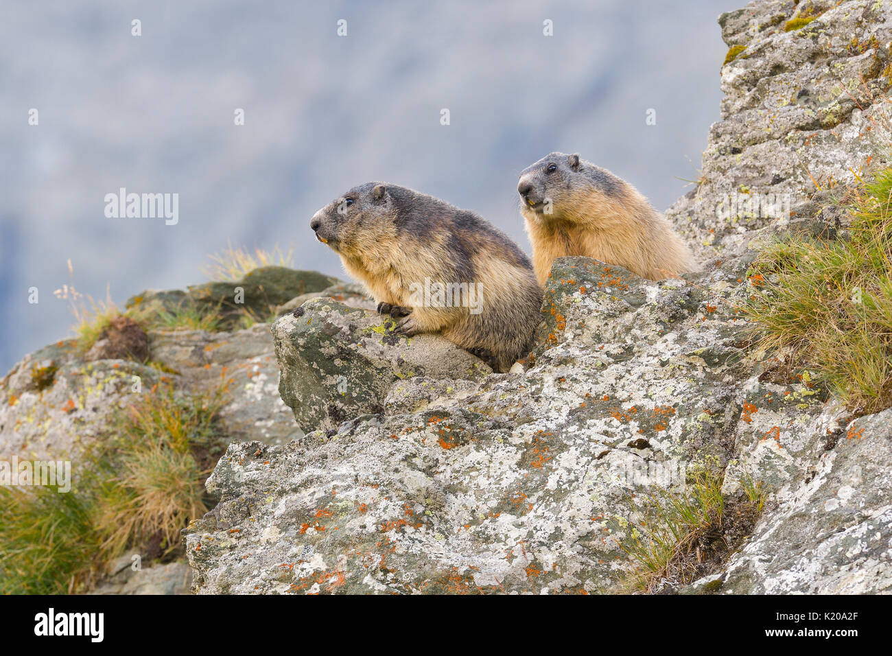 Alpine Marmots (Marmota marmota) on rocks, National Park Hohe Tauern, Carinthia, Austria Stock ...