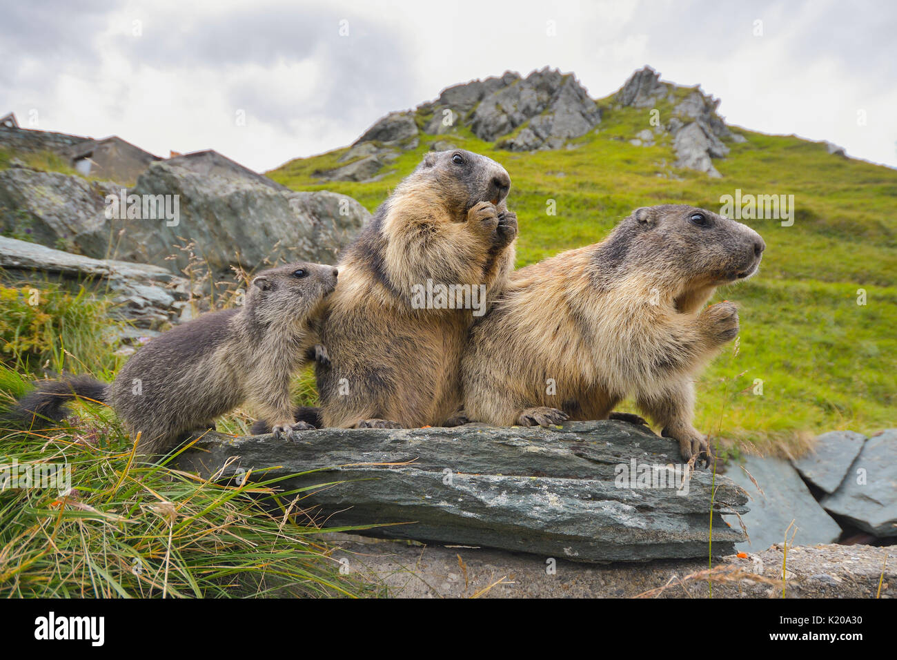 Alpine Marmots Marmota Marmota On Rocks National Park Hohe Tauern